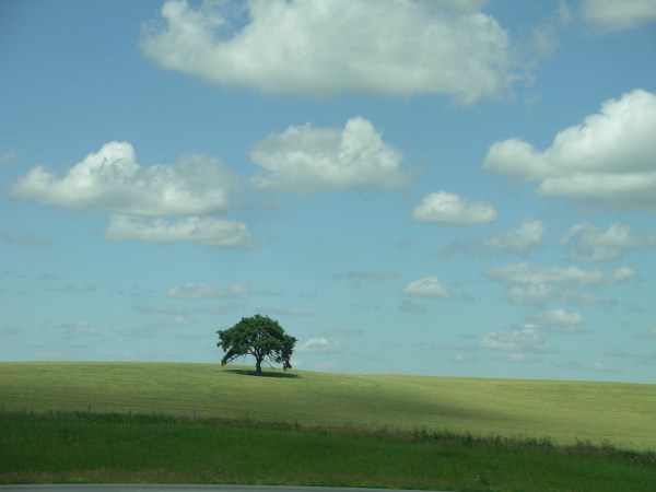 lone-tree-poster – Prairie Breathing Room